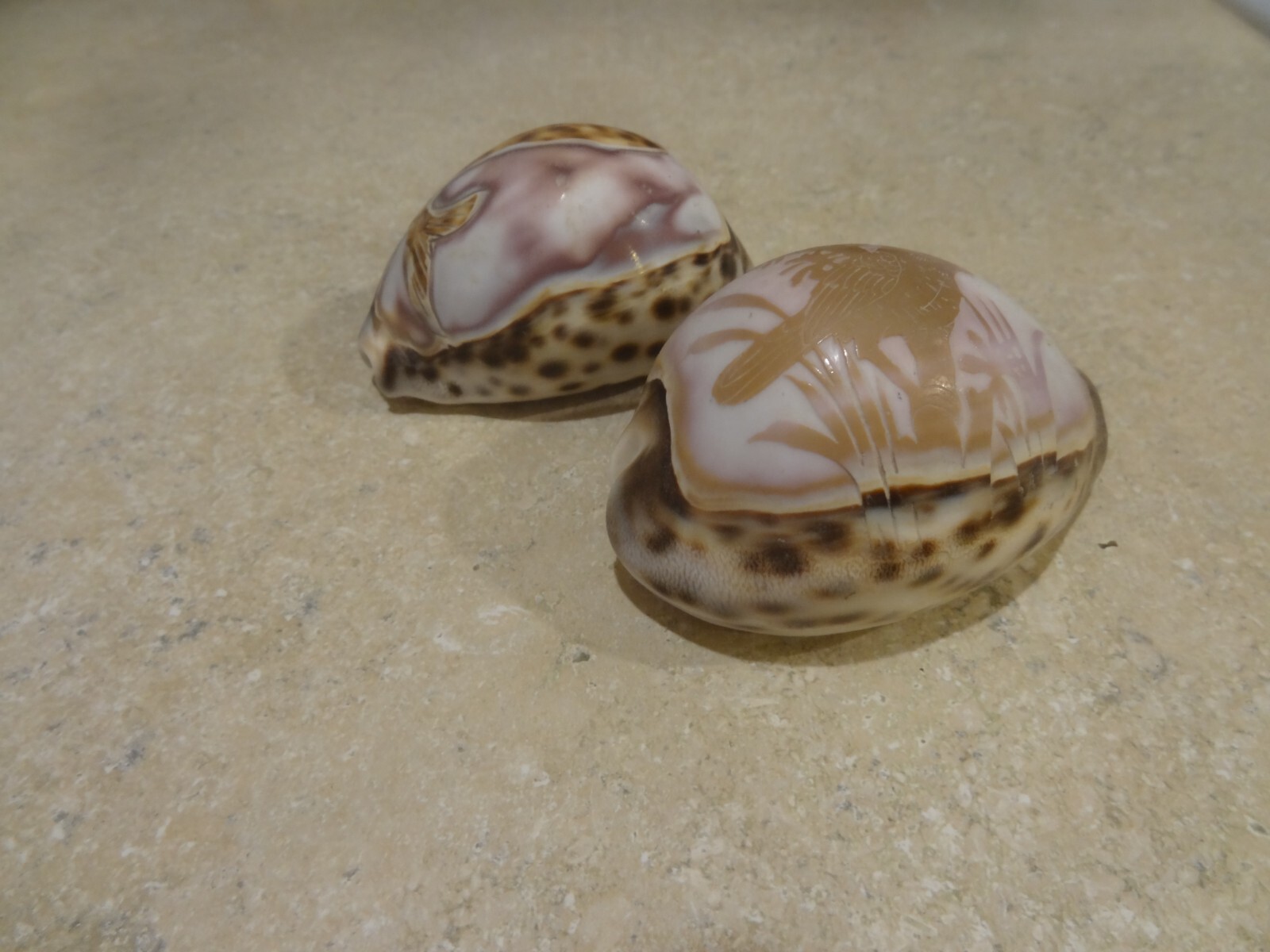 Lot of 2 Vintage Hand Carved Cowrie Shell Souvenir Beach Whale and Bird ...