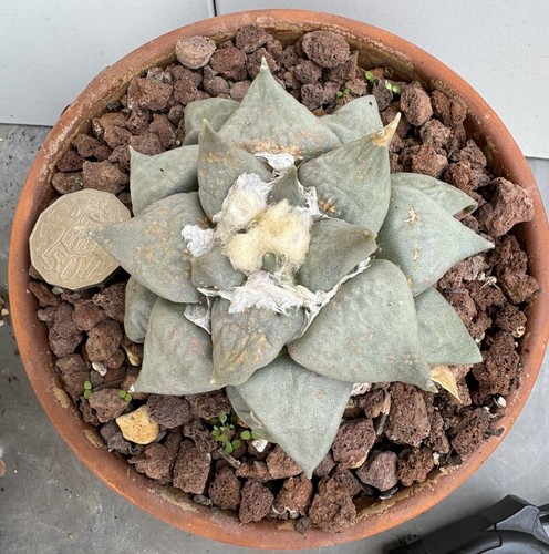 Large Ariocarpus retusus cactus Rooted old plant | eBay Australia