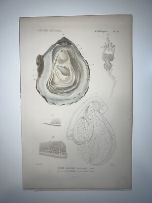 1836 Regne Animal Hand Colored Engraving Seashells Mollusques Plate 70 ...