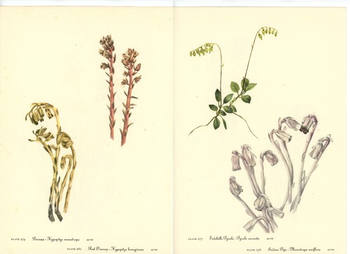 Pinesap & Sidebells Pyrola Flower Art Page by Mary Vaux Walcott | eBay