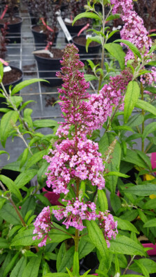 Buddleia davidii 'Pink Delight' / Arbre aux papillons rose / Conteneur ...