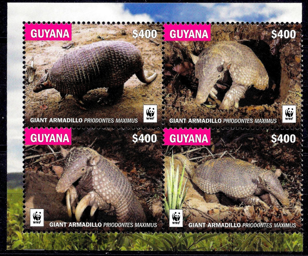 Guyana Wild Animals