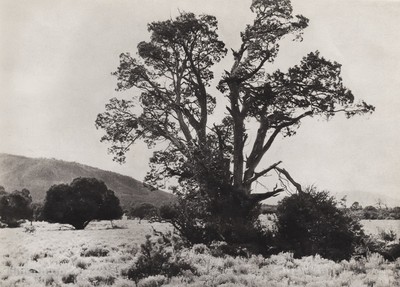 1908/52 Vintage WESTERN TEXAS Outdoor Landscape 11x14 Photo Art ~ ERWIN ...