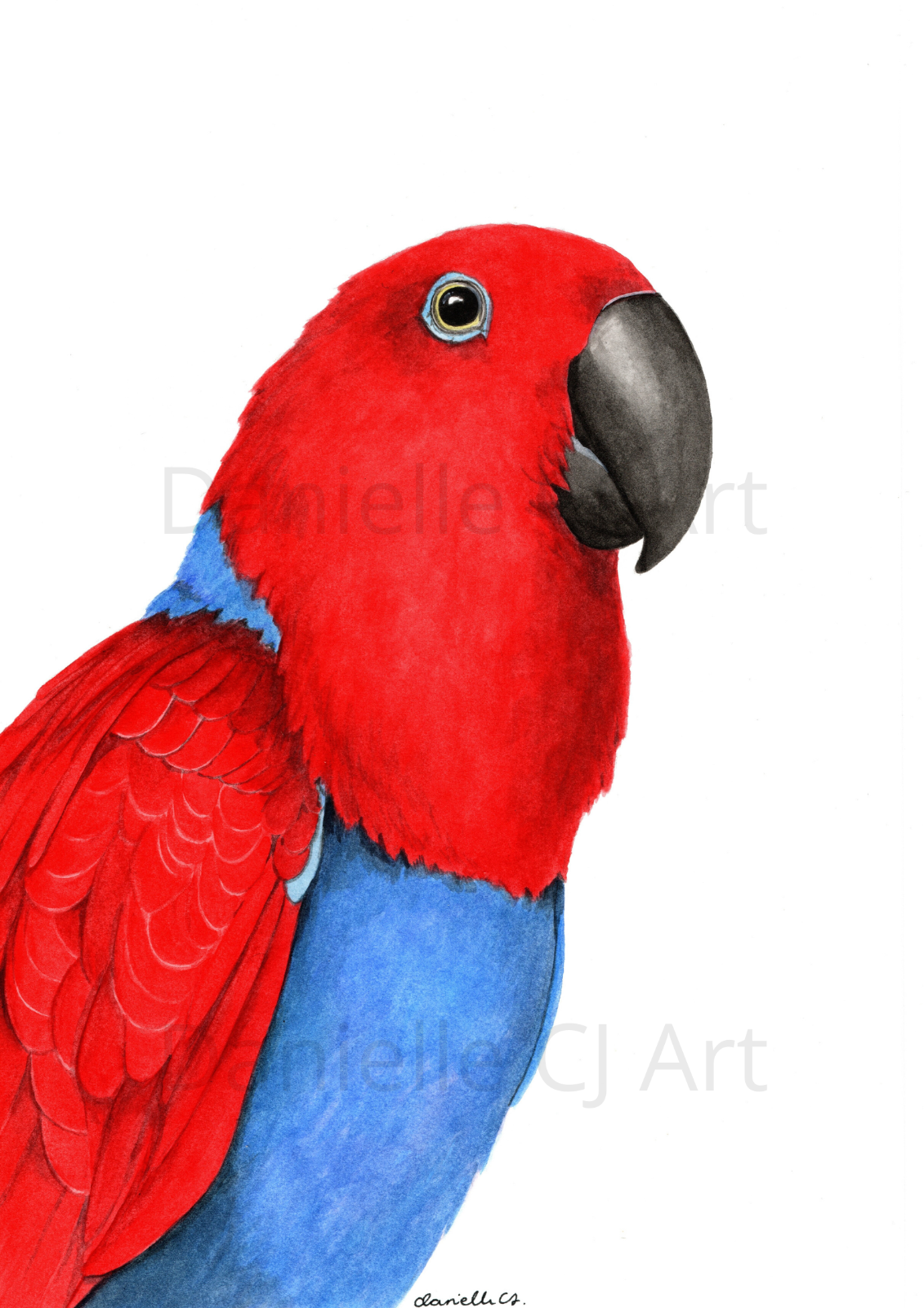 Watercolour Female Eclectus Parrot Print | eBay