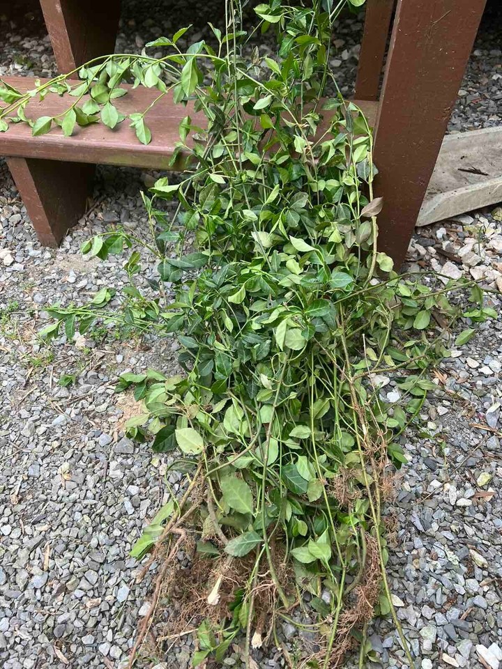 35 Creeping Myrtle Periwinkle Vinca Vines Flowering Plants Ground Cover ...