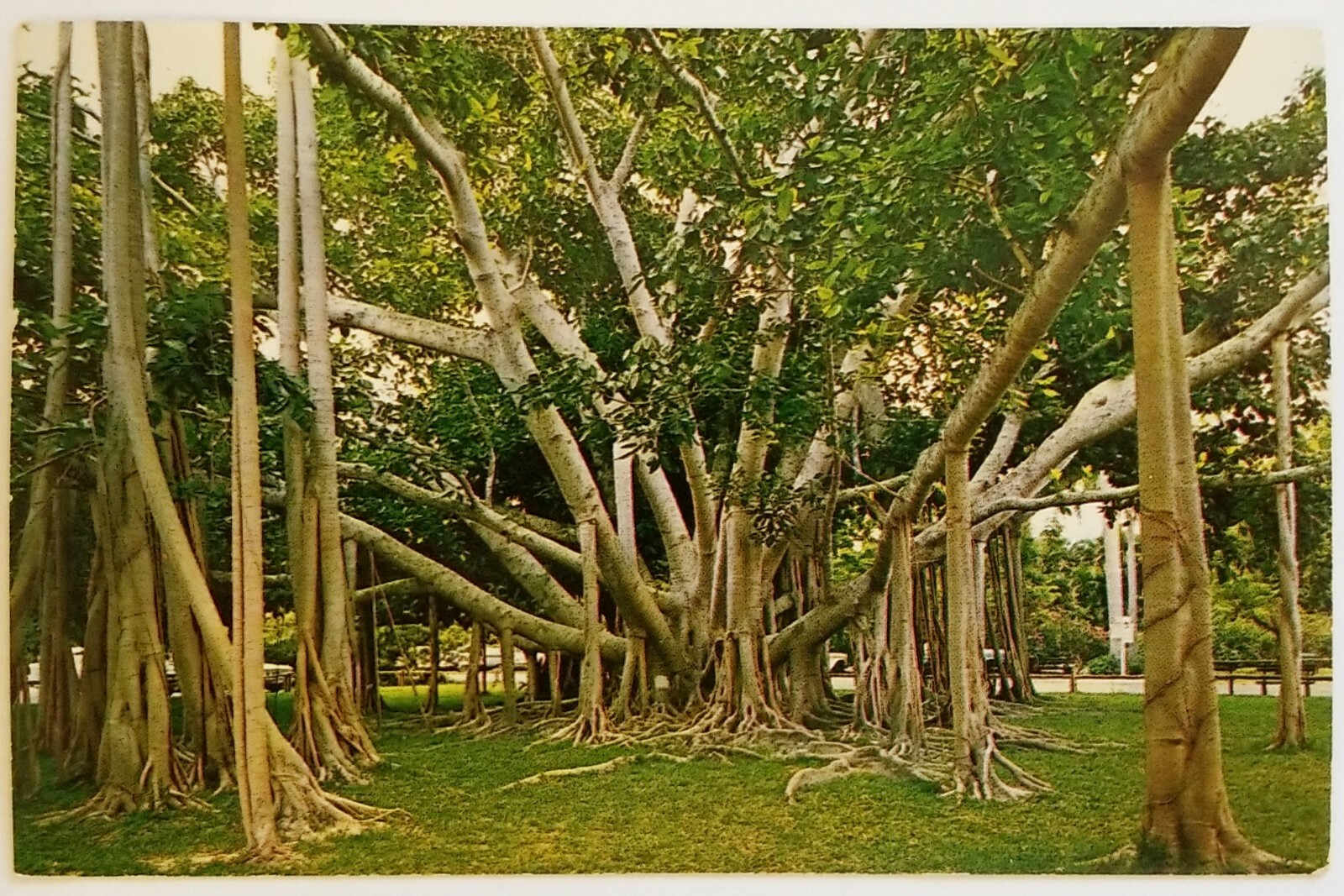 Banyan Tree Edison Winter Home Fort Myers Florida Postcard | eBay