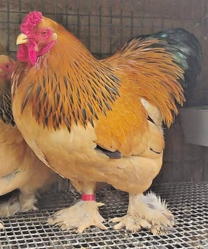5+ Bantam Buff Brahma Hatching Chicken Eggs Variety *NPIP/AI Clean* | eBay