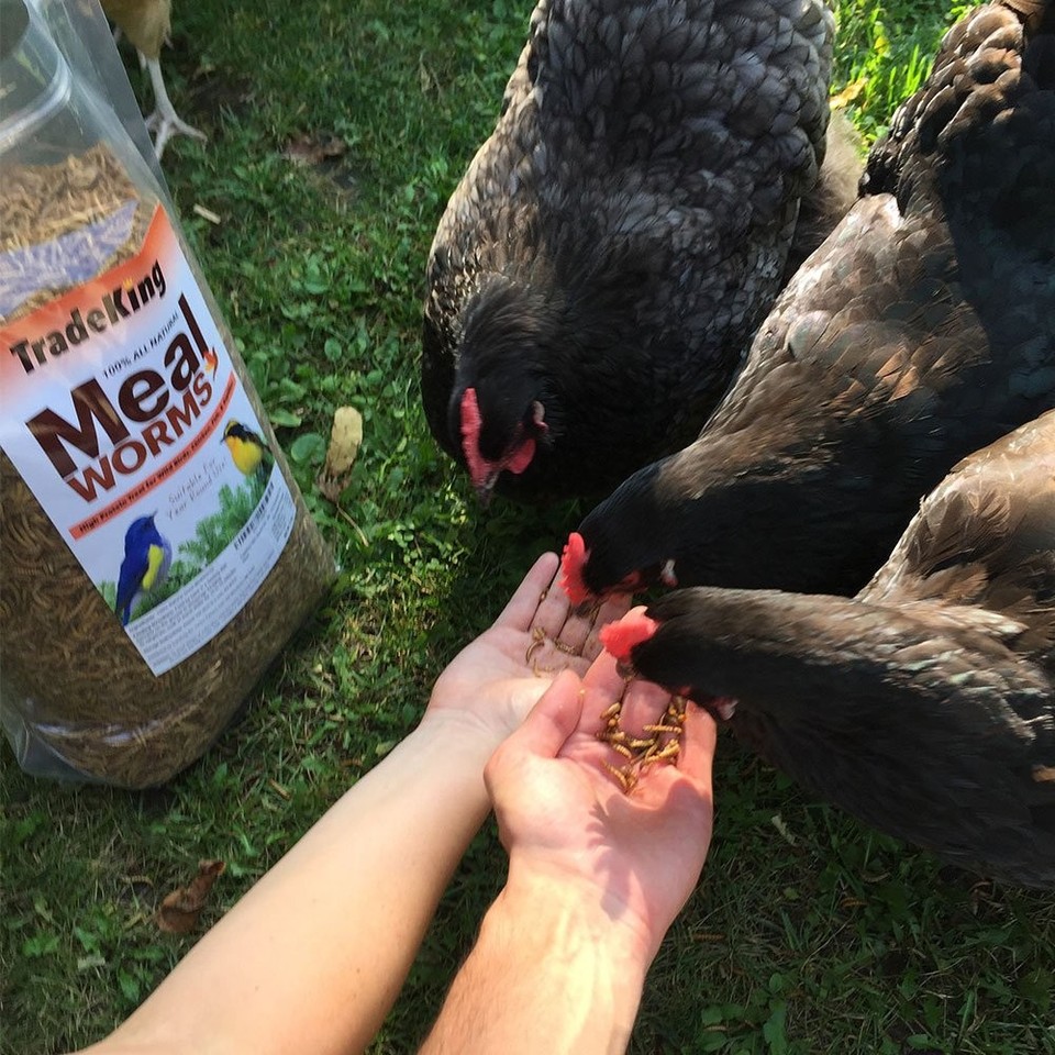 5 lb Dried Mealworms - High Protein Treat for Wild Birds, Chicken, Fish ...