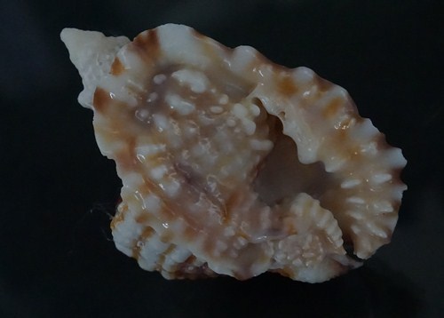 Distorsio Anus 66 mm F+++ one of a kind DOUBLE Mouth FREAK WOW !!! | eBay