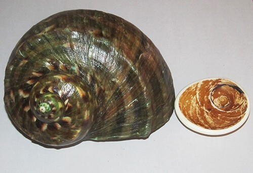 165 mm DARK Turbo Marmoratus Turban Seashell + Operculum From Ranong ...