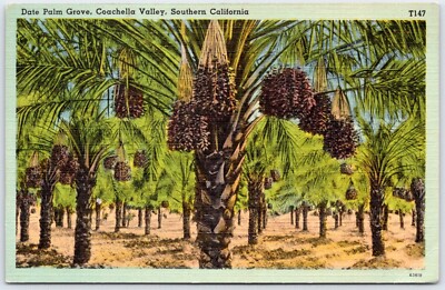Postcard CA Date Palm Grove Coachella Valley Southern California Linen ...