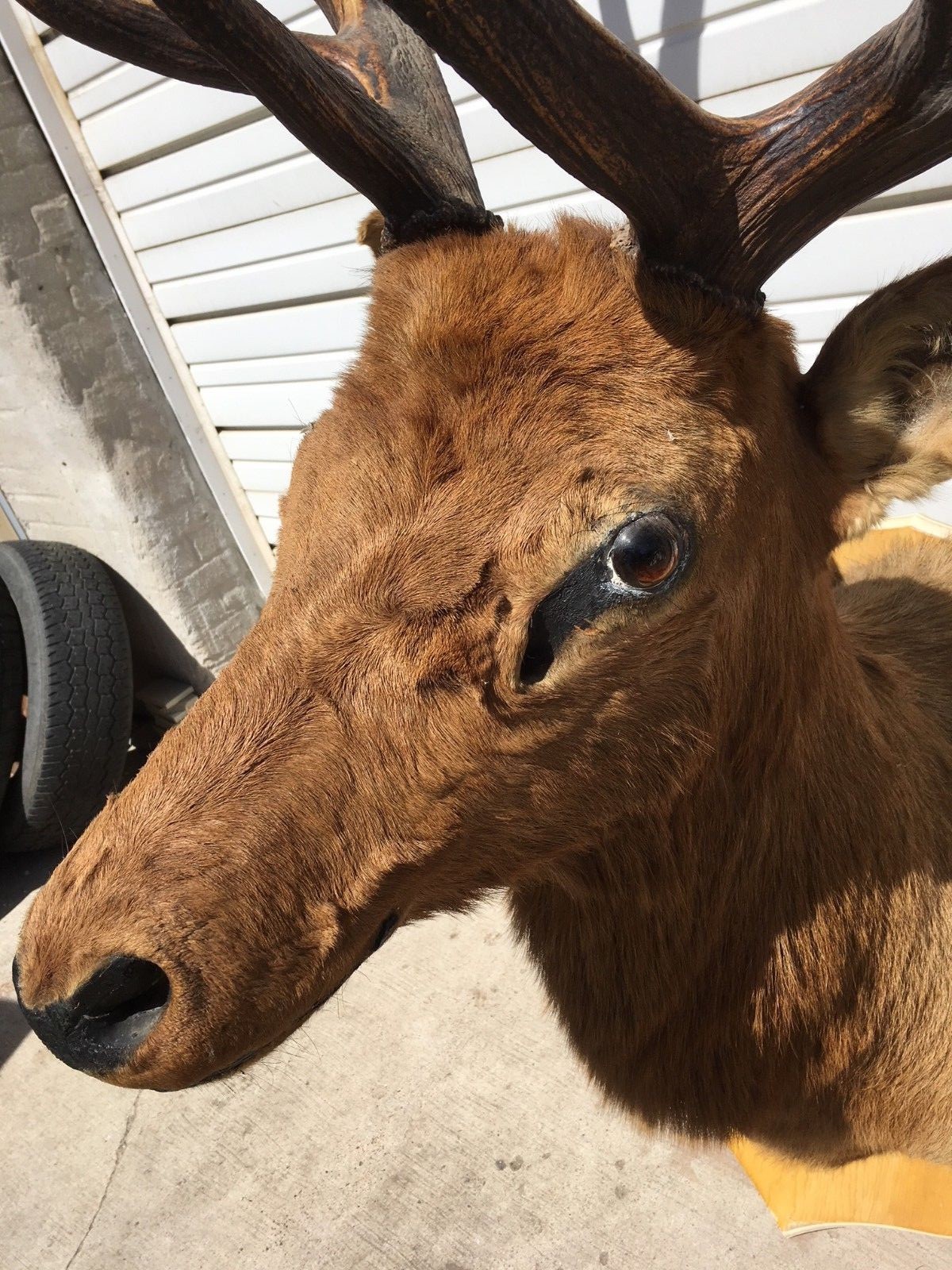 Vintage 80" x 48" 7 x 7 Point Elk Head Shoulder Mount Taxidermy Hunting ...