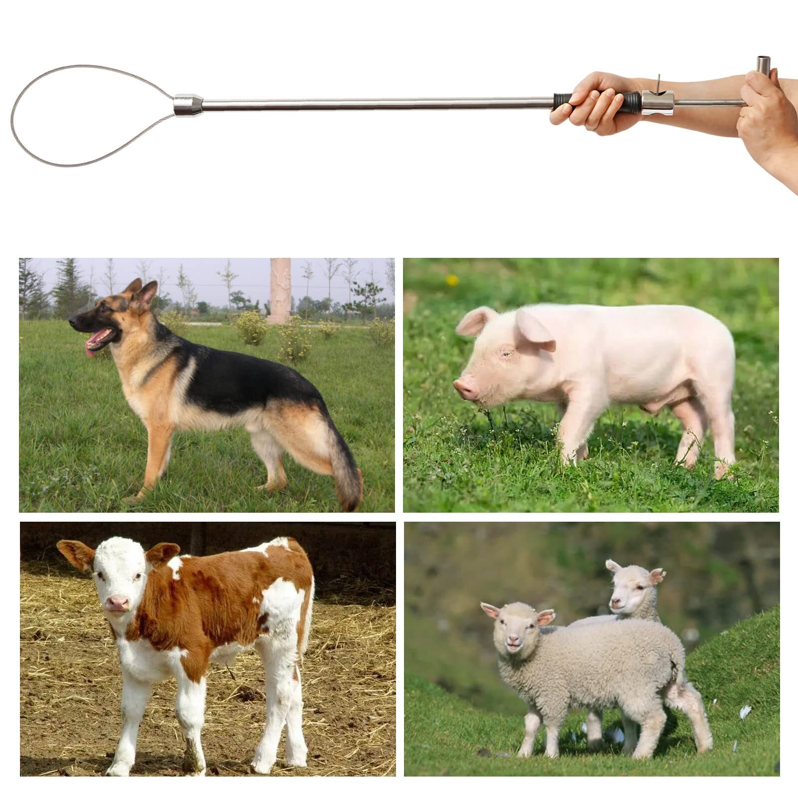 PAULOZYN Dog Catcher Pole Animal Control Pole Stainless Steel Pig ...