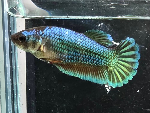 Live Betta Fish Giant green dragon HMPK FeMale Ready to breed | eBay