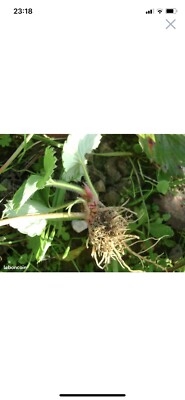 FRAISE Fruits Sucrés 'Gariguette'' - Fragaria ♫ 10 Plant Racine Nue | eBay