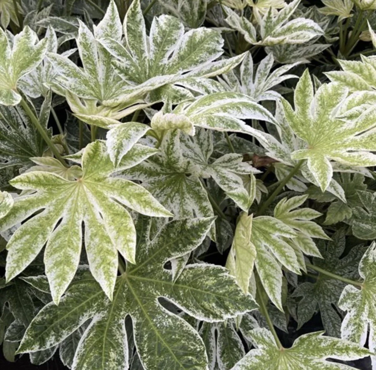 False Aralia Fatsia Japonica