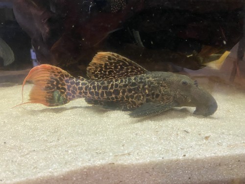 L273 Red Titanic Pleco | eBay