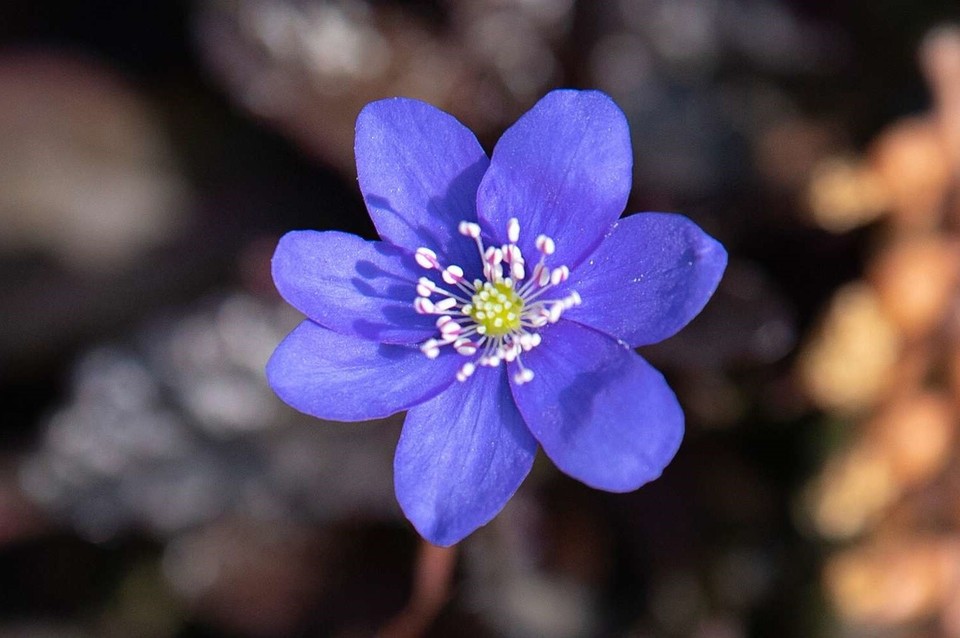 Hepatica - Hepatica spp.Perennial Live Bare Root Garden Plant | eBay