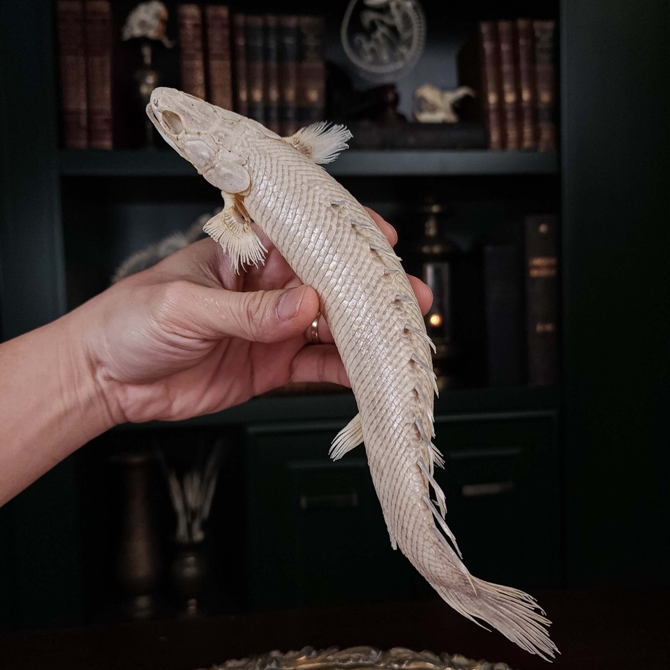 Real Mottled Bichir skeleton, Polypterus Weeksii, real fish skeleton ...