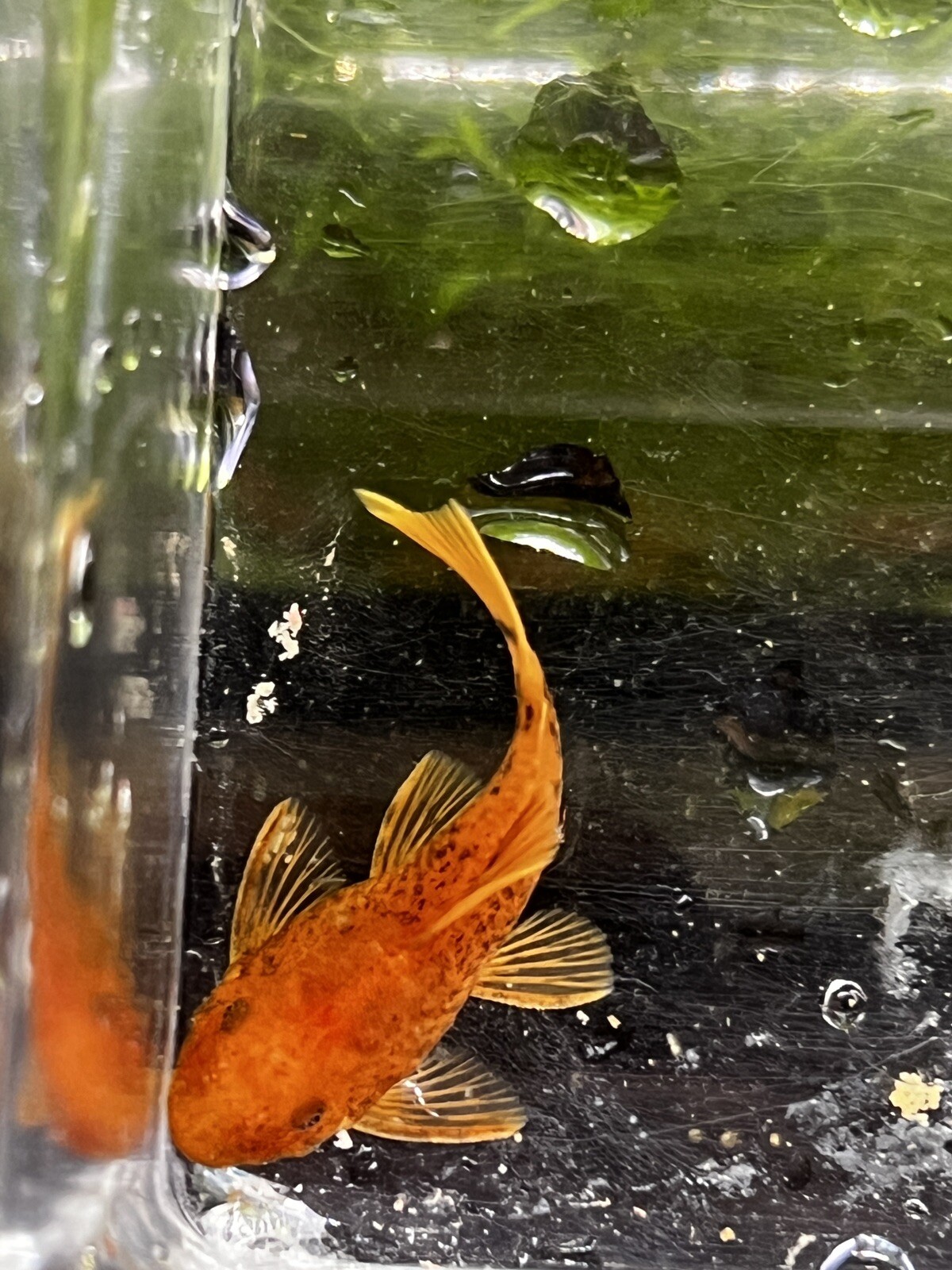 3x Shortfin Super Red Calico Bristlenose Pleco .75-2 inch fish | eBay