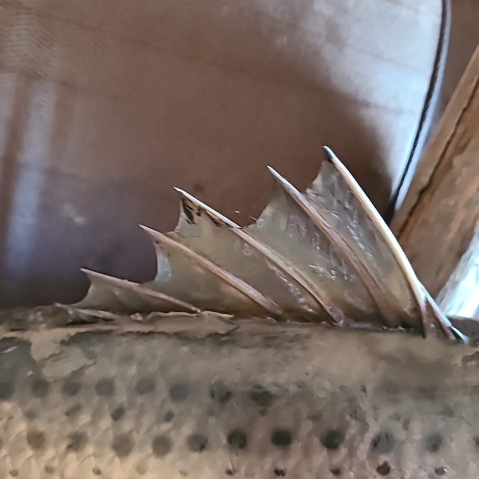 Taxidermy Striped Bass Striper Fish Over 32" Long | eBay