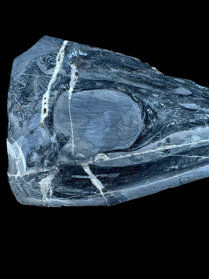 Exquisite Mixosaurus panxianensis Fossil Fish Skull | eBay