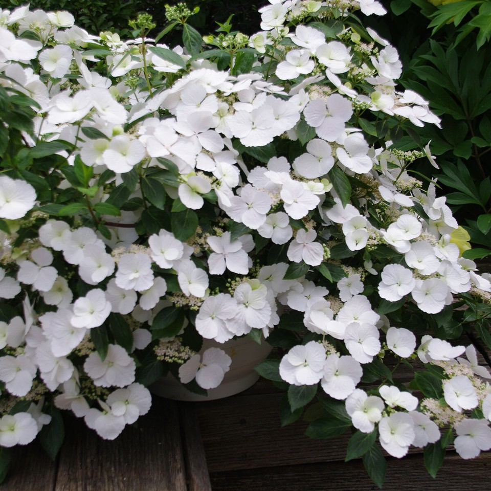 Hydrangea Runaway Bride - Garland Hydrangea - Plant in 12 cm Pot | eBay