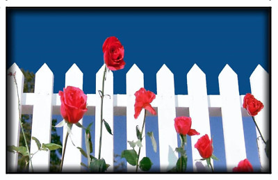 Magnet #473 Blue Velvet White Picket Fence David Lynch Suburbs Burbs | eBay