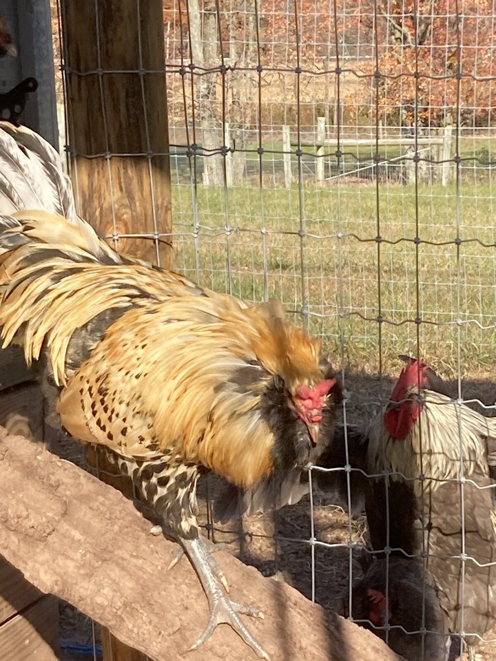 The Stunning Lemon Owlbeard! Hard To Find Rare Bird! 10+ Eggs | eBay