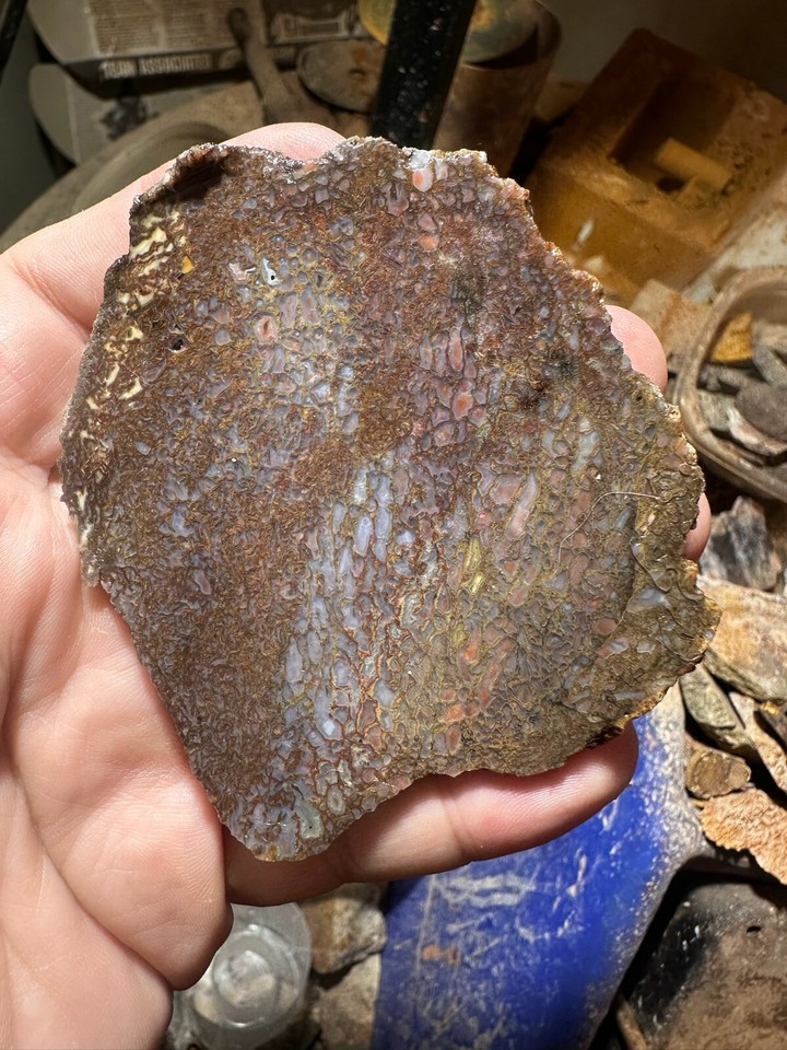 Dinosaur gem bone rough **hxtled slab. | eBay