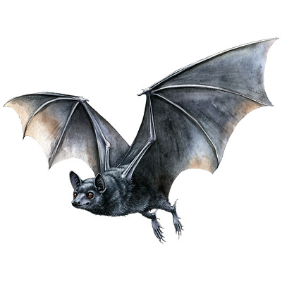 9X 18X18 Autoaufklebe Fledermaus Halloween Aufkleber Wetterfester Vinyl ...