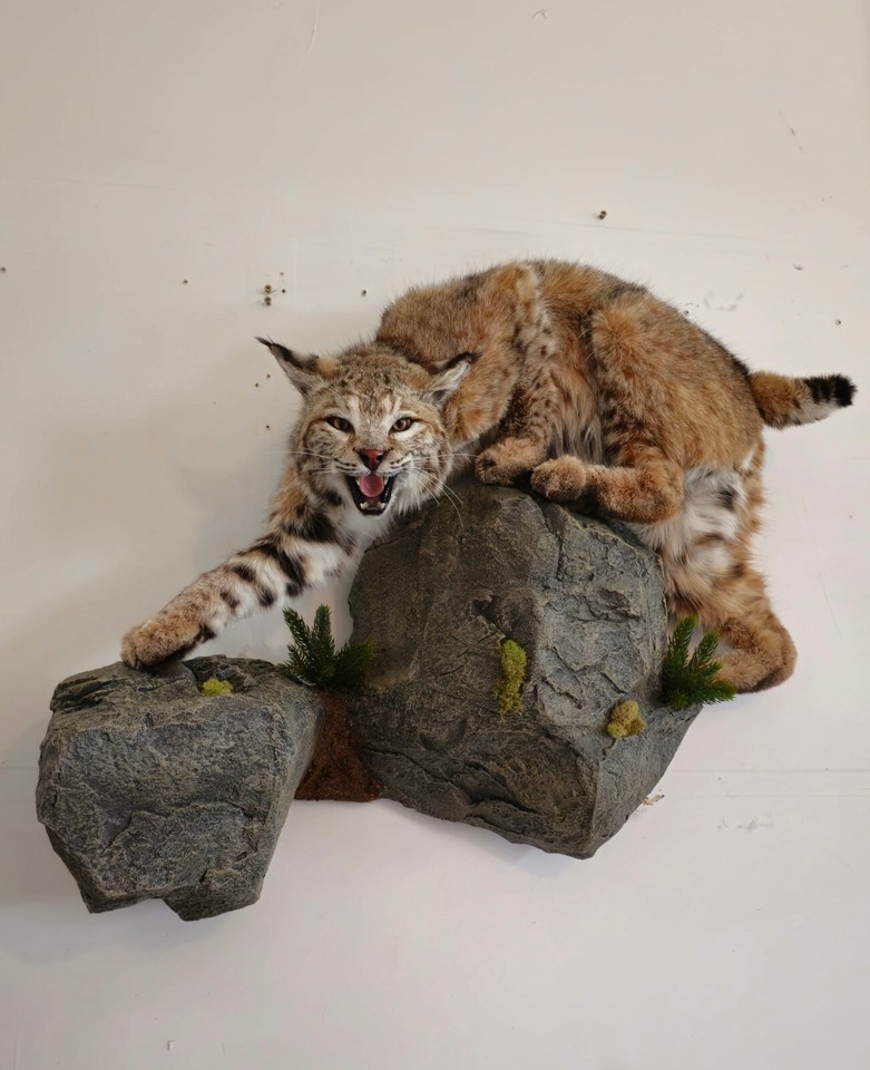 Custom high quality taxidermy bobcat mounts | eBay