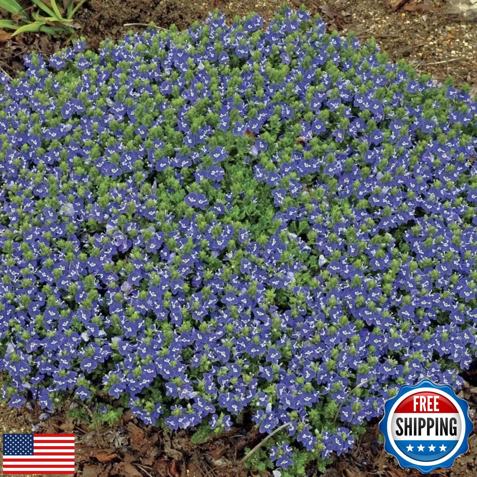 500+ Creeping Speedwell Seeds for Planting - Creeping Speedwell Seeds ...
