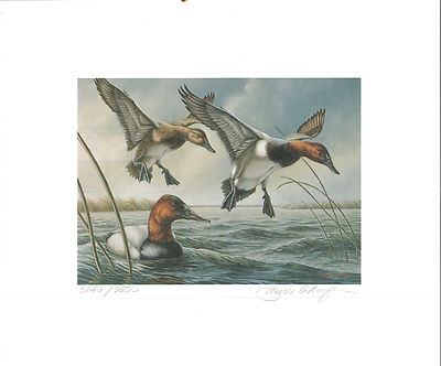 MINNESOTA #4 1980 STATE DUCK STAMP PRINT CANVASBACKS by James Meager | eBay