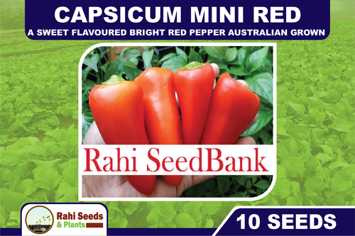 Capsicum Mini Red A Sweet Flavoured Bright Red Pepper Australian Grown ...