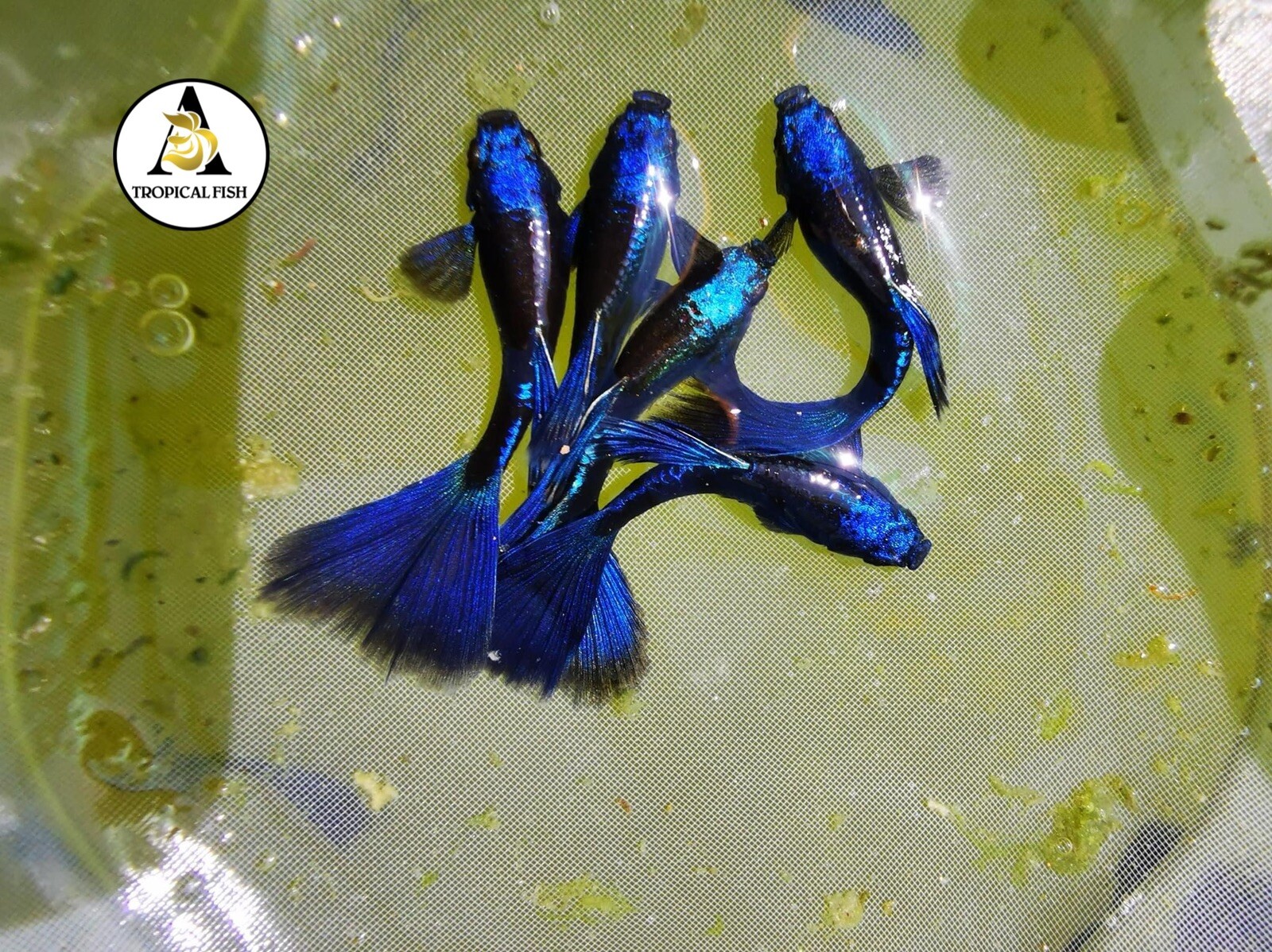 5 Pairs - Live Aquarium Fish High Quality - Blue Tarzan - USA SELLER | eBay