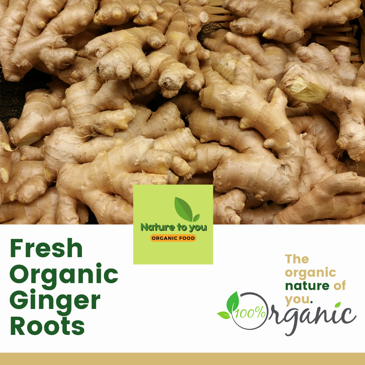 Ginger Root That Looks Like