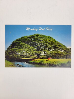 Vintage Postcard Hawaiian Monkey Pod Tree Scenic Hawaii Scenic Tropical ...