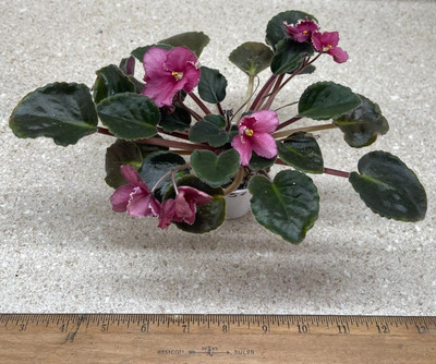 African Violet Plant - Colibry Kolibri (Hummingbird) ~ Semi mini IN ...
