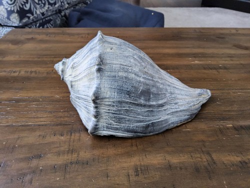 Whelk Sea Shell Blue Gray 8" Large Beach Decor Conch Vintage | eBay