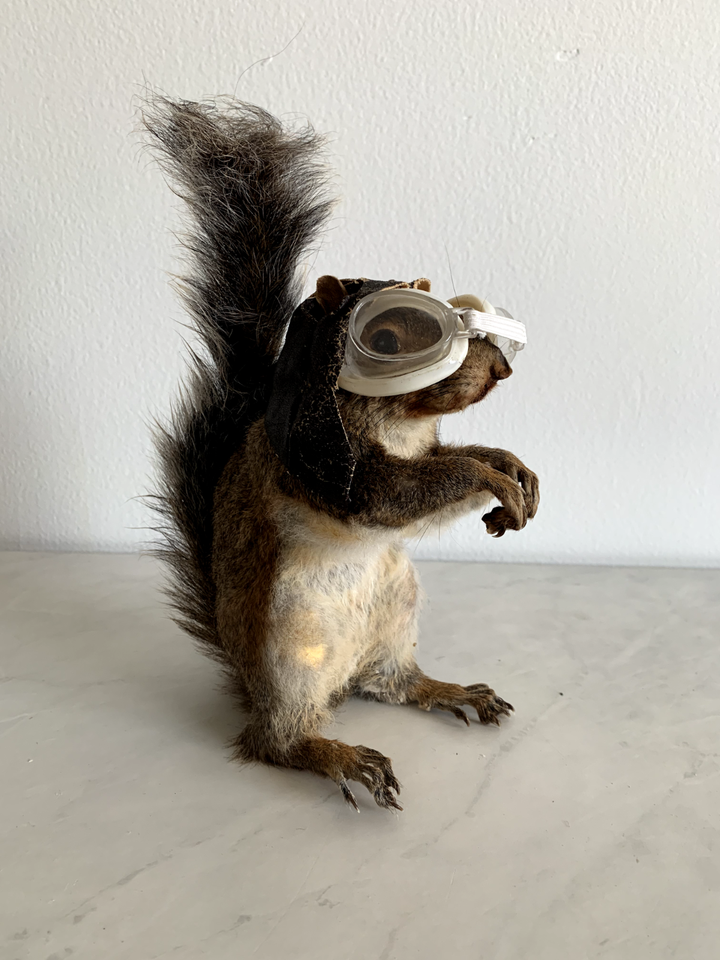 Taxidermy squirrel with removable goggles and leather helmet | eBay