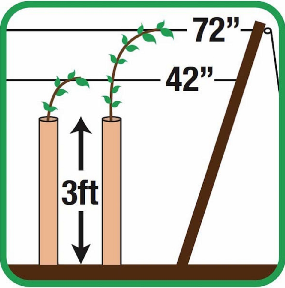 Grow Tubes For Vines Vineyards Orchard Plantra Jump Start | eBay