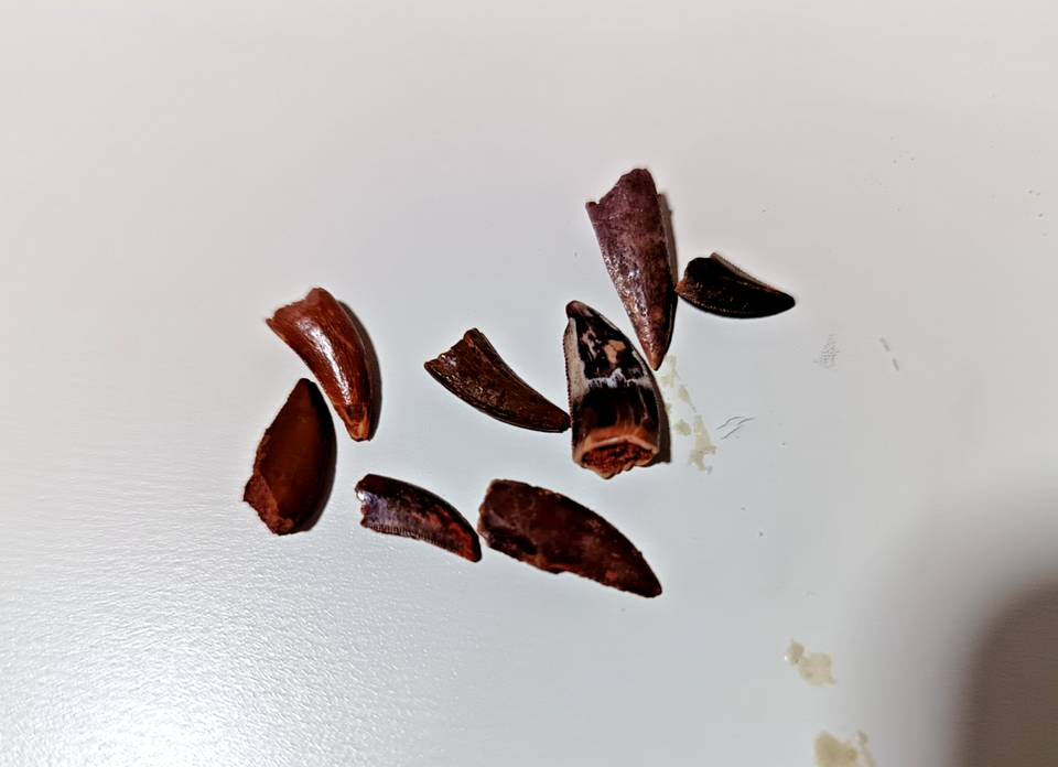 ONE Small Deltadromeus "Raptor" Dinosaur Tooth Boxed & Labeled H11-H118 ...