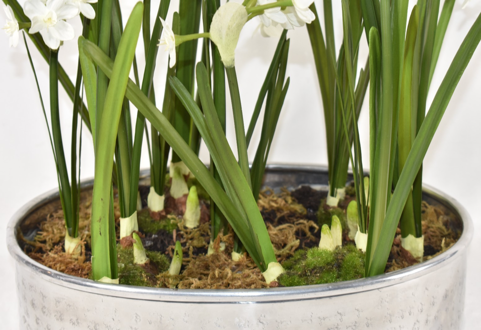 Pottery Barn Paperwhite Faux Flowers Arrangement in Aluminum Pot Dish ...