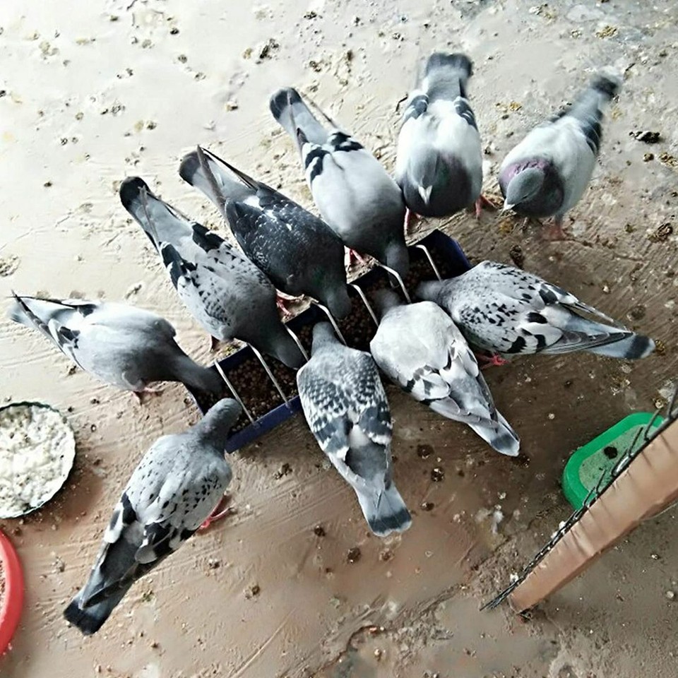 1Pc Poultry Trough Feeder Cup For Pet Pigeon Food Poultry Supplies ...