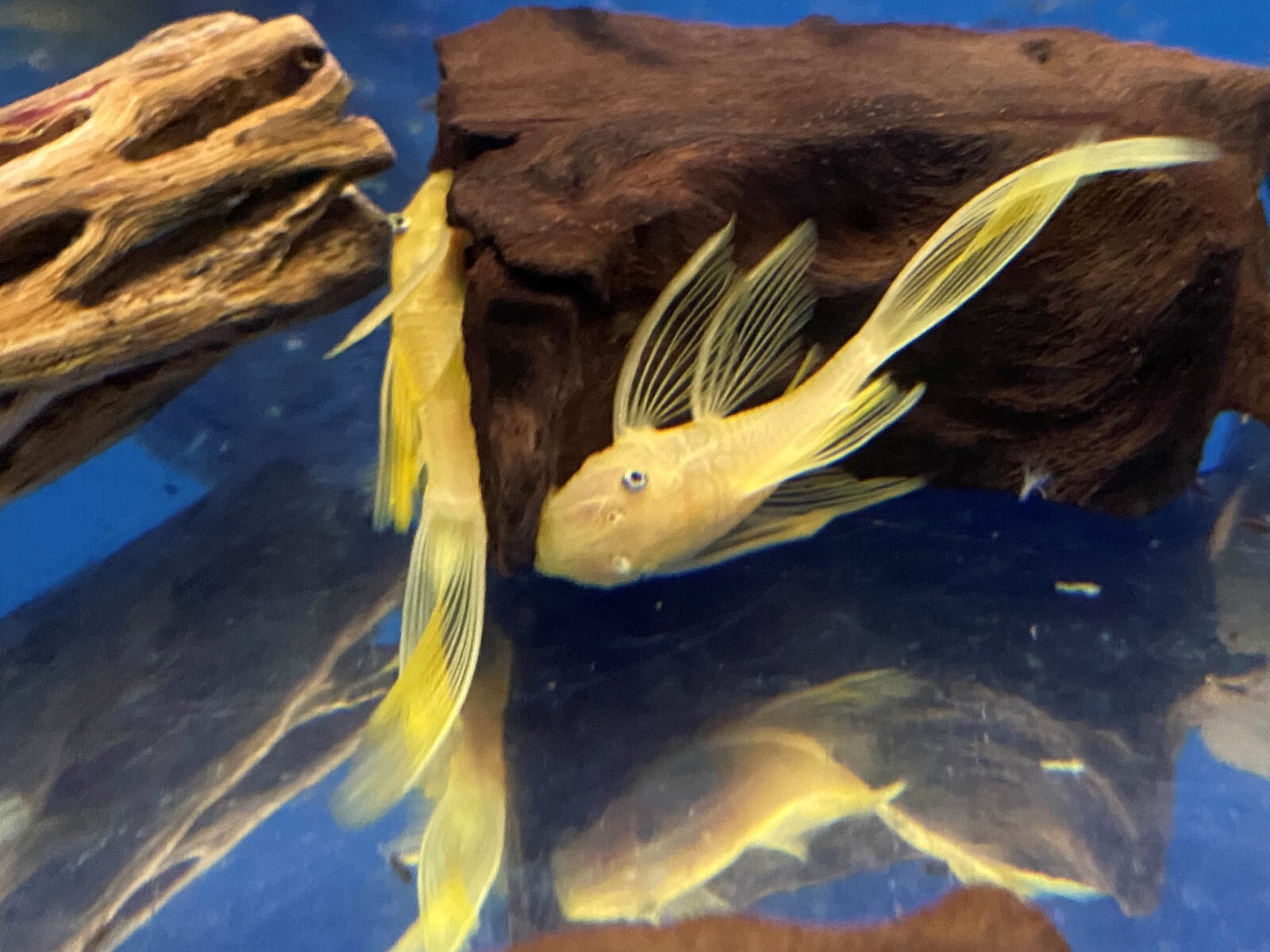LONGFIN BLUE EYE LEMON YELLOW Bristlenose Pleco 1-1/2 inch L144 ...
