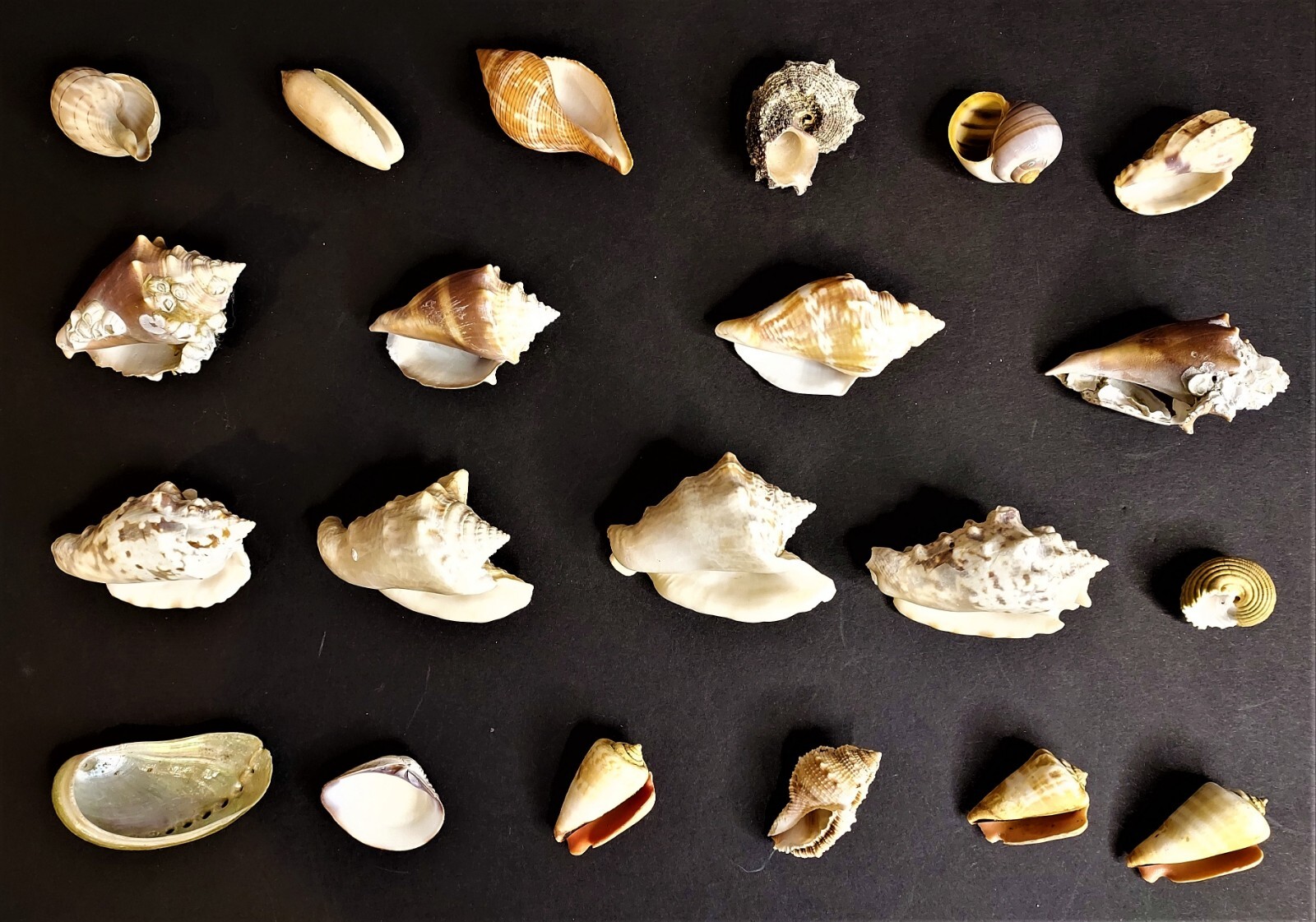 Seashells assortment Lot of 21 Conch Cat's Eye Tulip Olive Scotch ...