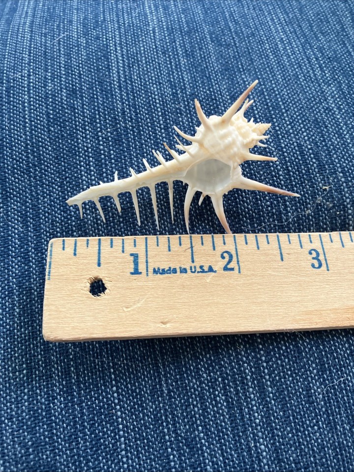 Very Pointy Venus Comb Murex (Also Known As Sea Snail) Shell | eBay