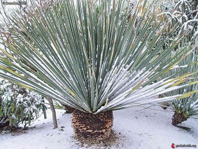 Dasylirion wheeleri - 10 fresh seeds -Desert Spoon, Blue Sotol - Hardy ...