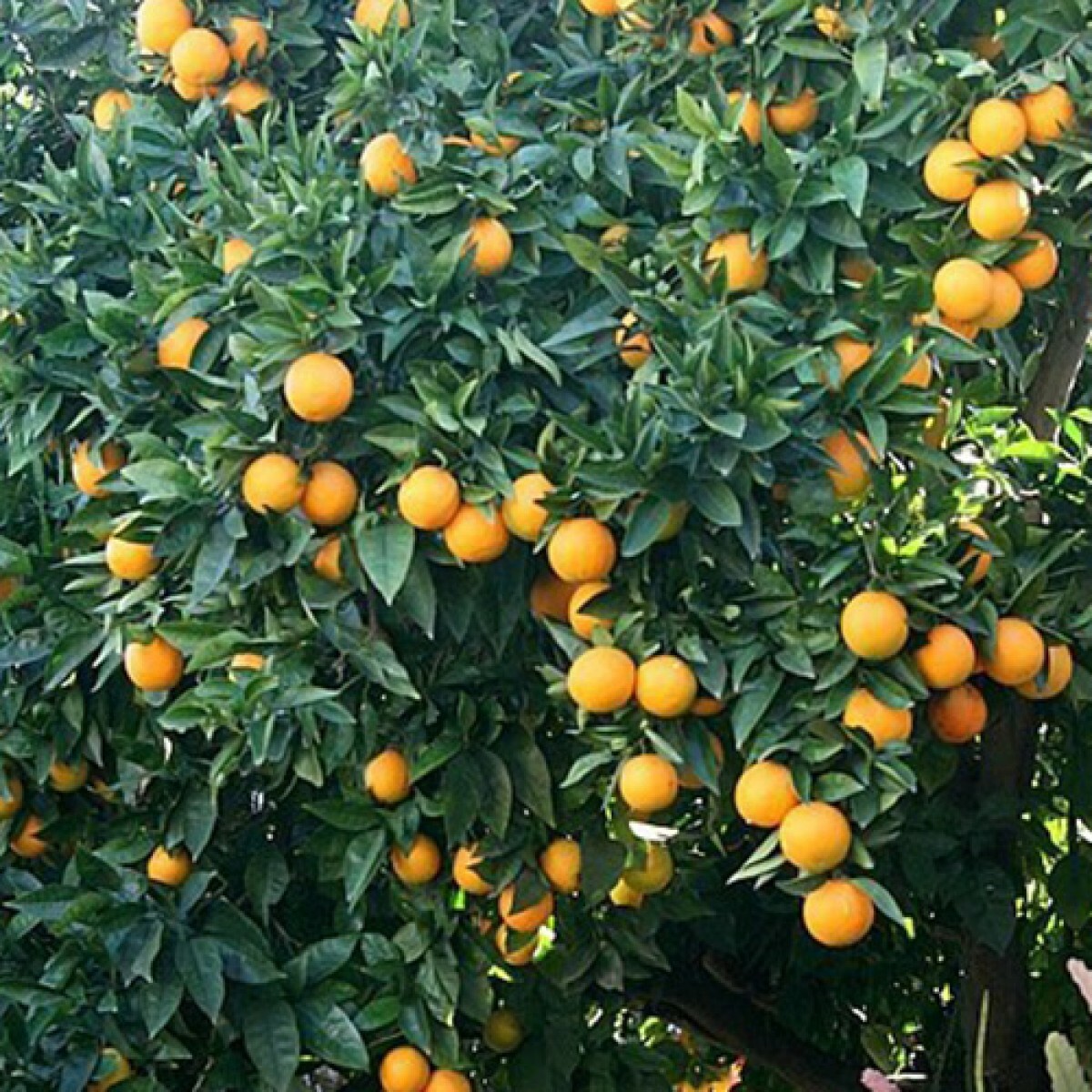 Dwarf Valencia Orange Tree - 30-32" Tall, Live Grafted Citrus Plant ...